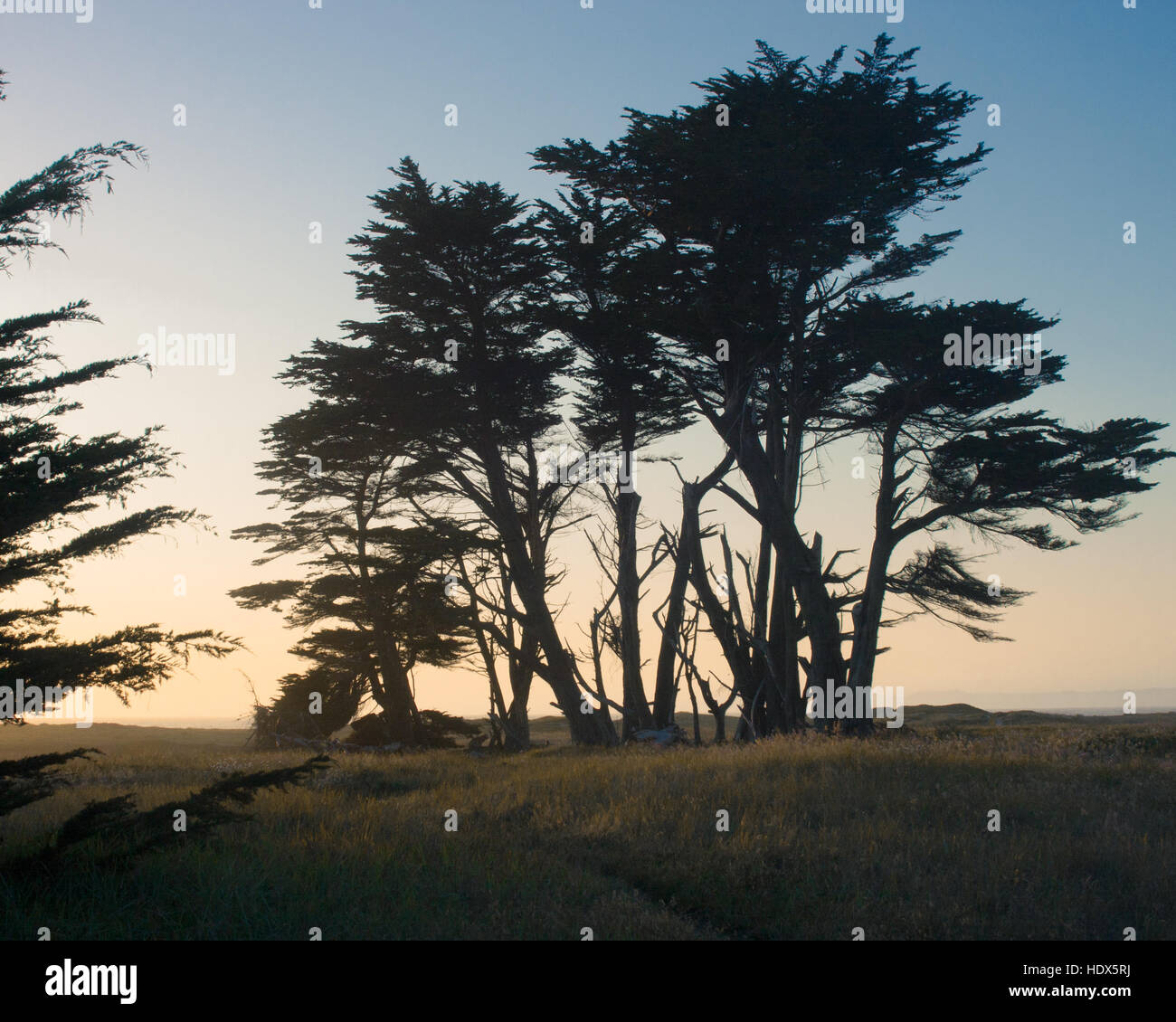 Iconic Wind Blown Trees at Pudding Creek, Fort Bragg, Northern ...