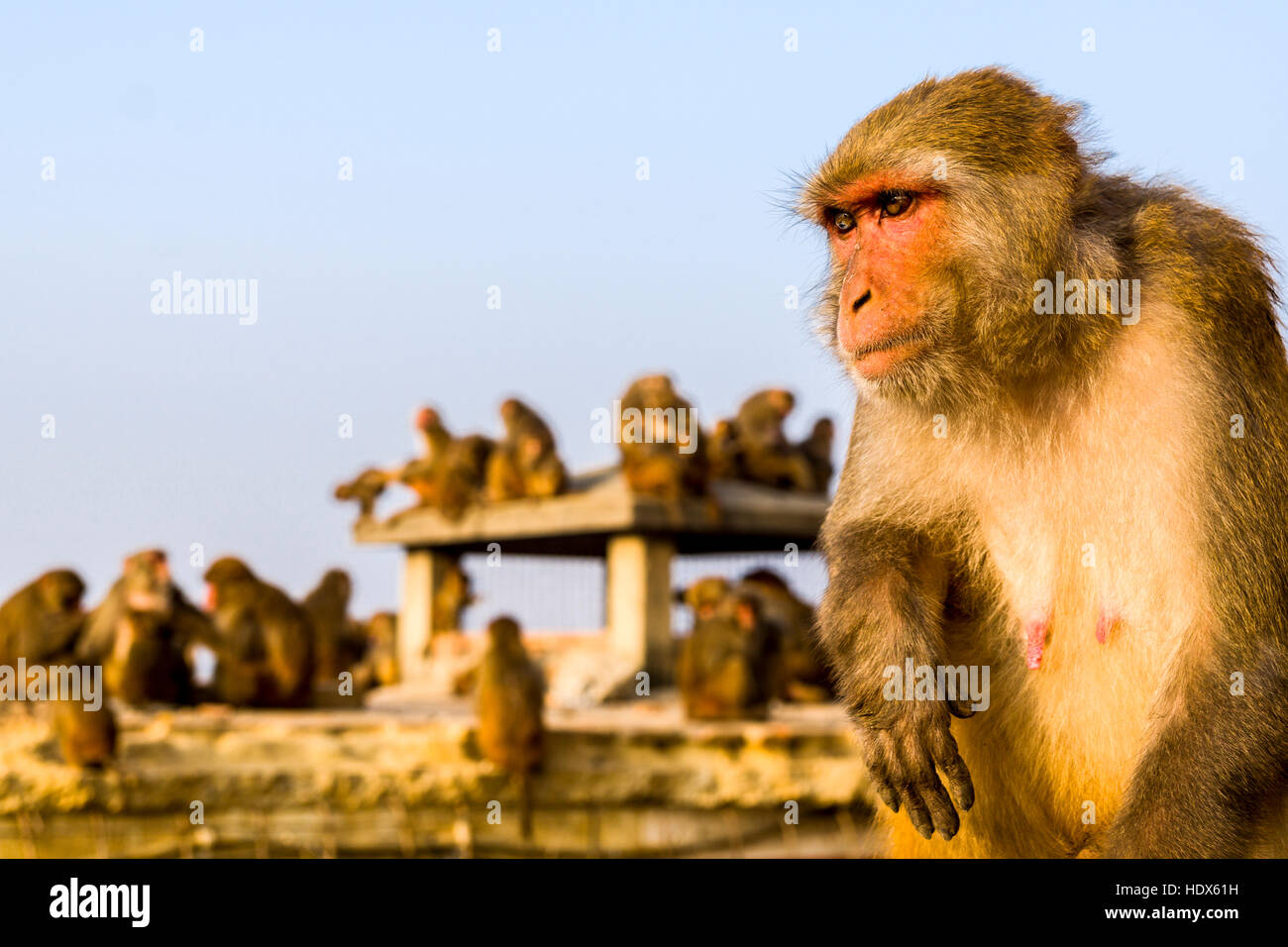 Portrait of a monkey at Swayambhu Temple Stock Photo - Alamy