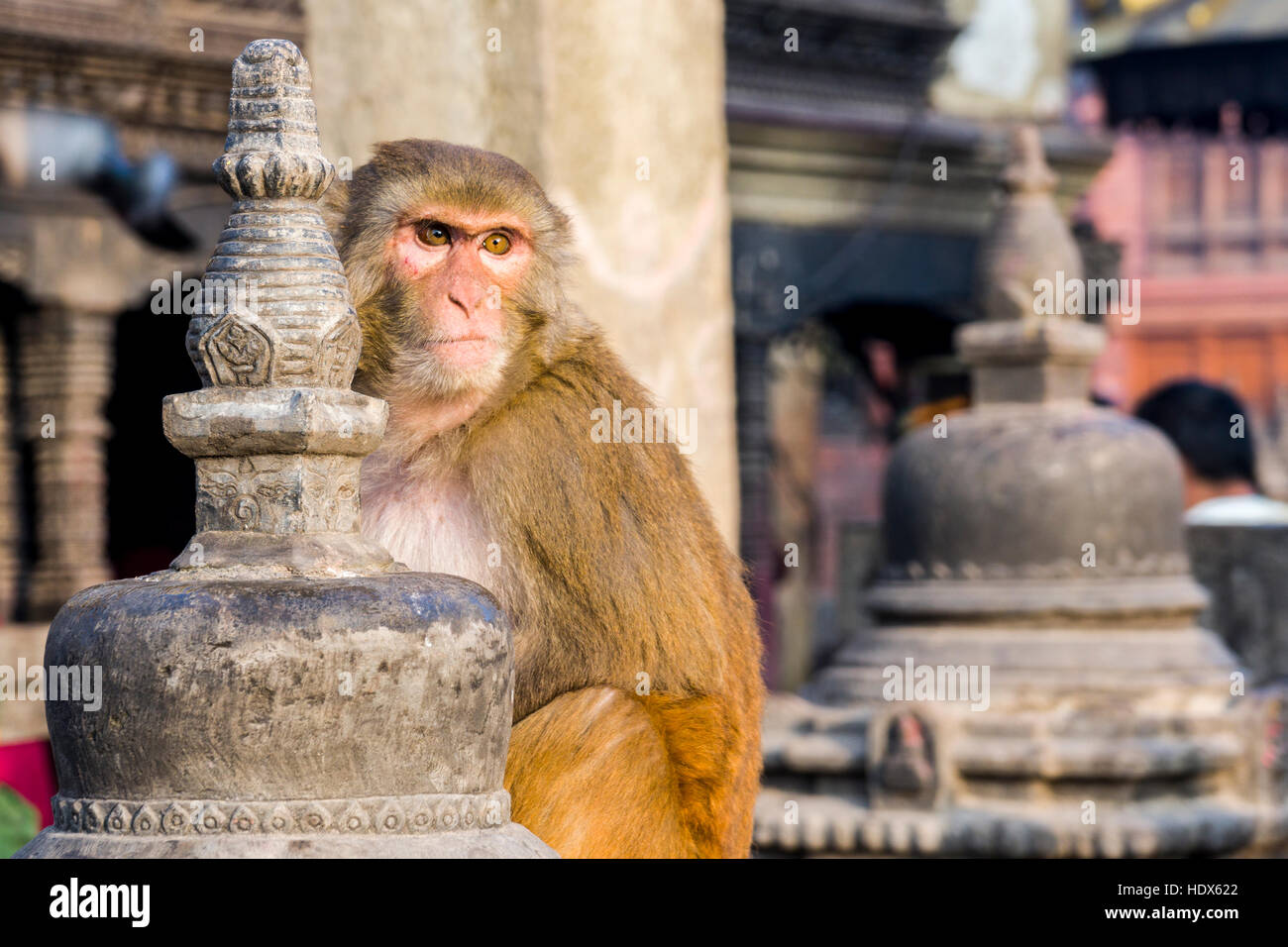 Portrait of a monkey at Swayambhu Temple Stock Photo - Alamy