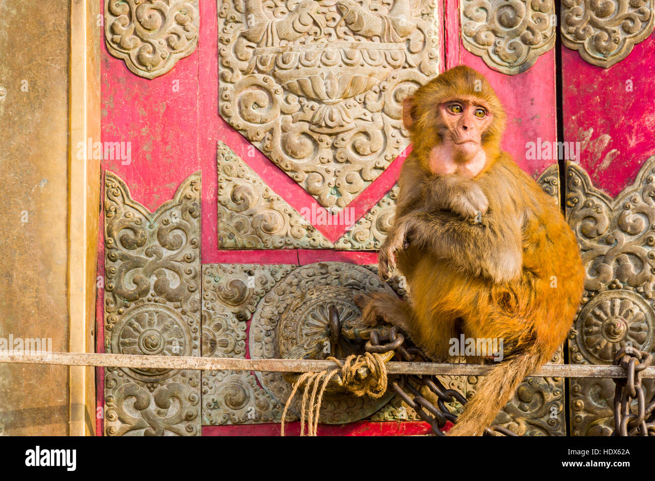 Portrait of a monkey at Swayambhu Temple Stock Photo - Alamy