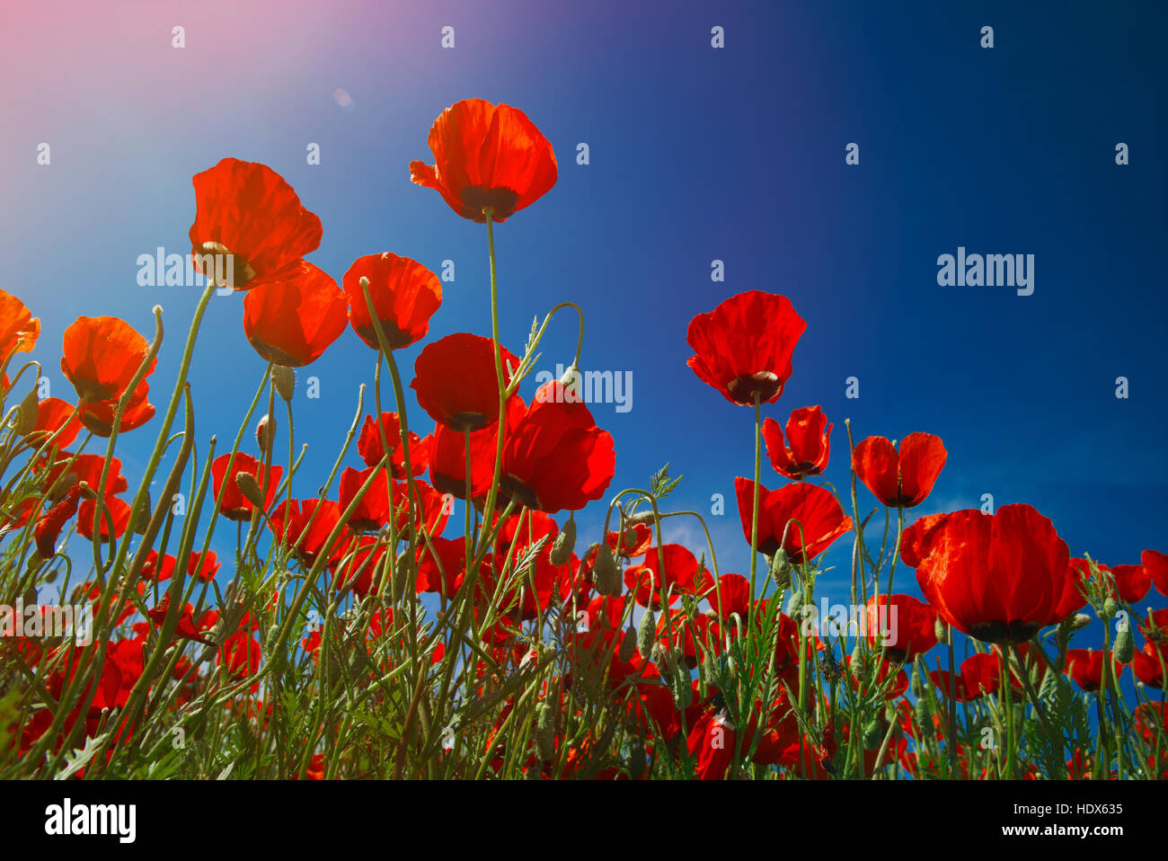 Wide meadow with rep poppies and white prairie flowers Stock Photo - Alamy