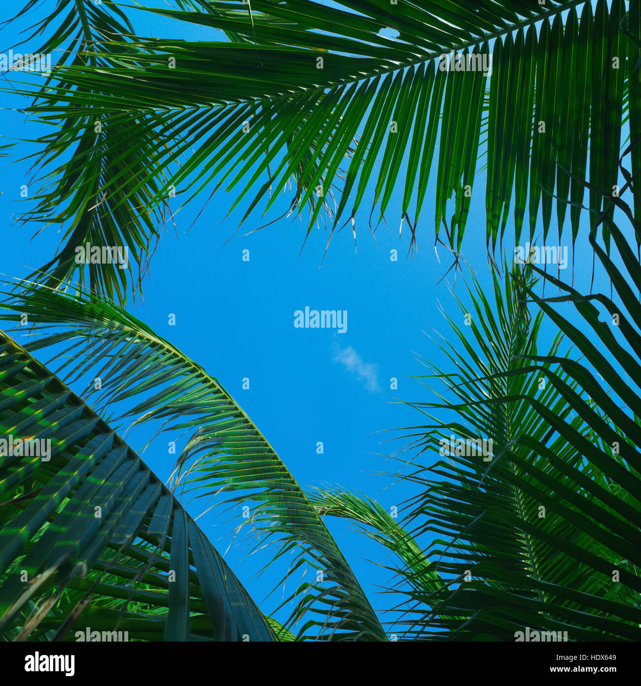 Blue sky over green palm trees Stock Photo - Alamy