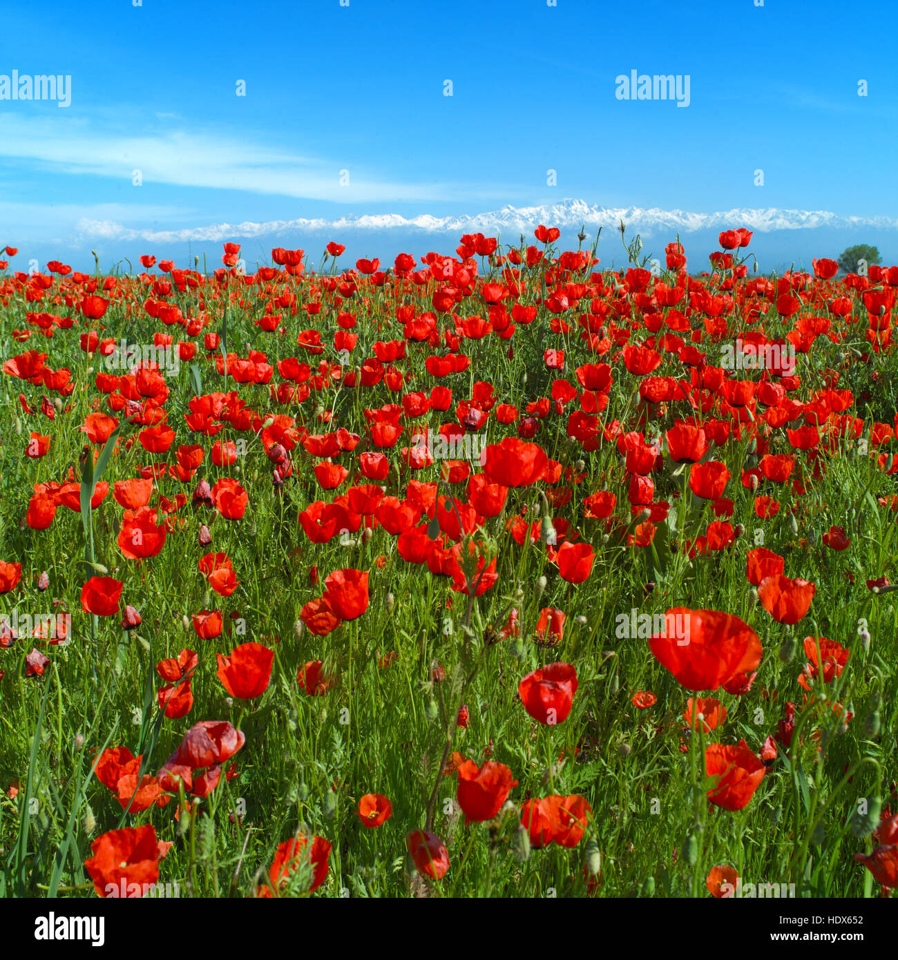 Wide meadow with rep poppies and white prairie flowers Stock Photo - Alamy