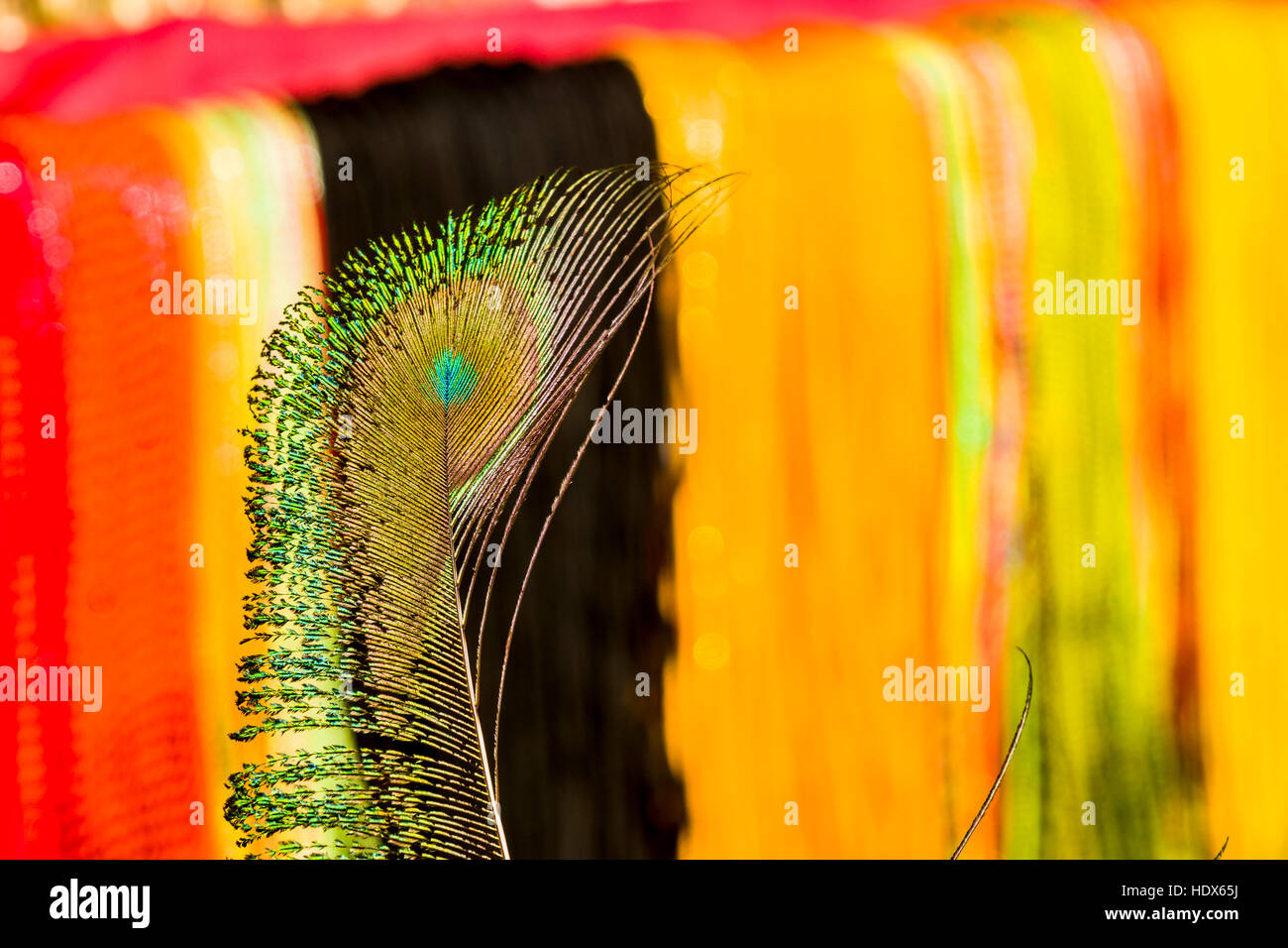 A peacock feather for religious use is sold at Pashupatinath Temple ...