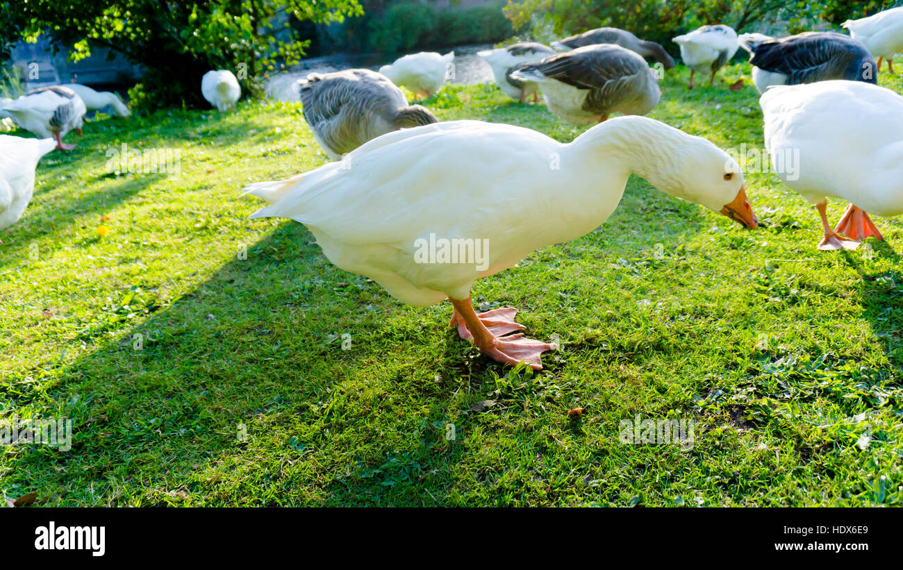 Well ring hi-res stock photography and images - Alamy