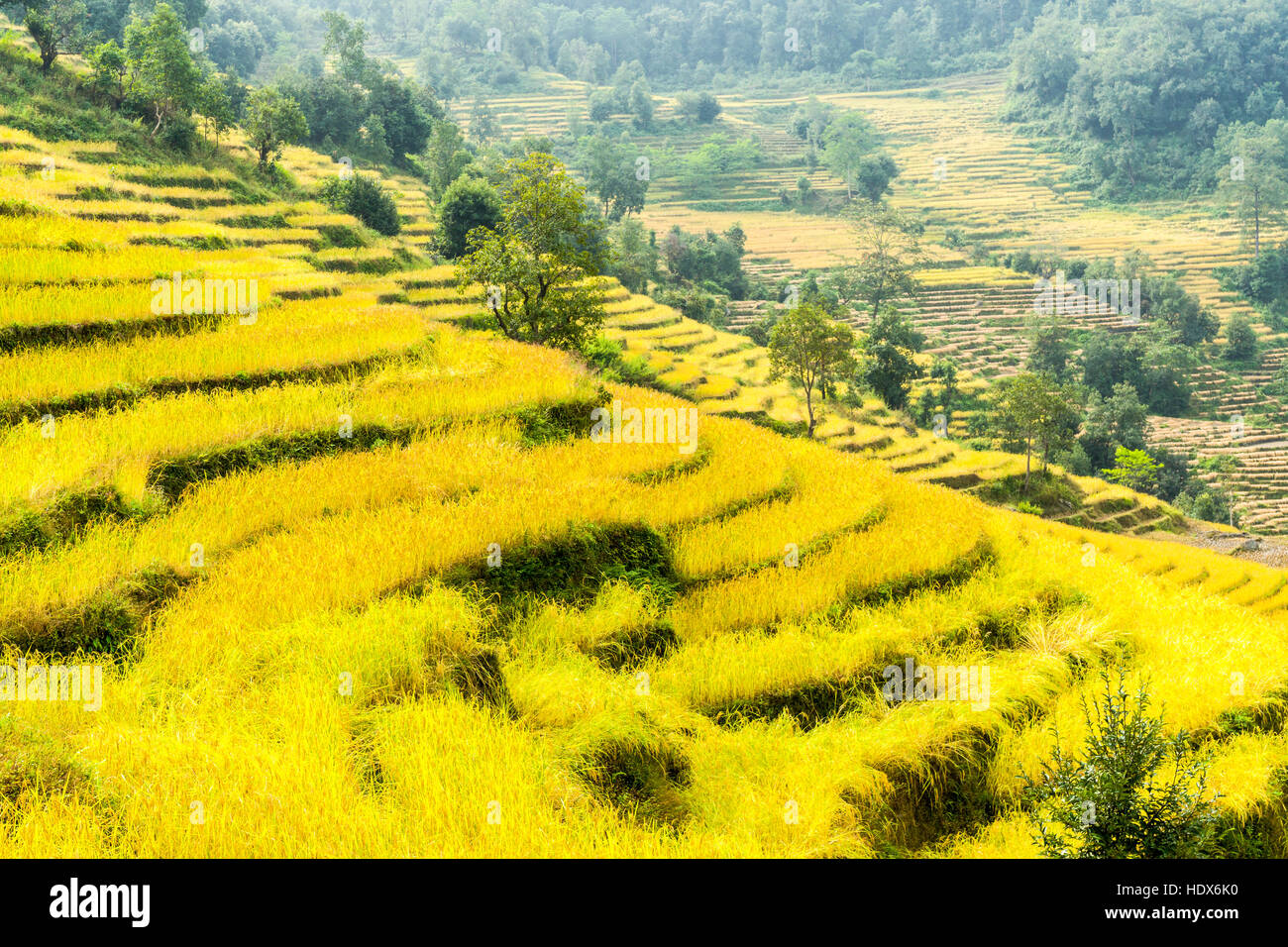 Green terrace fields and trees in Arun Nadi Valley Stock Photo - Alamy