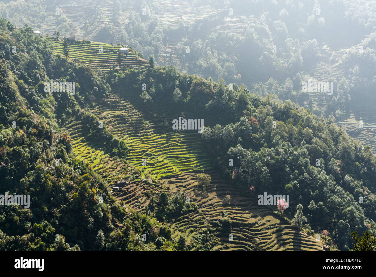 Traditional green terrace agriculture hi-res stock photography and ...