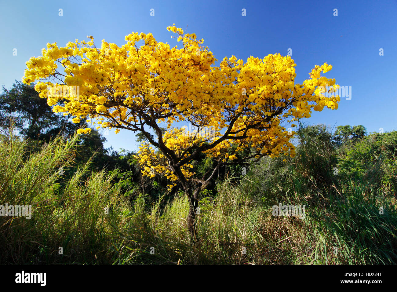Flowery yellow ipe tree in the forest with blue sky Stock Photo - Alamy