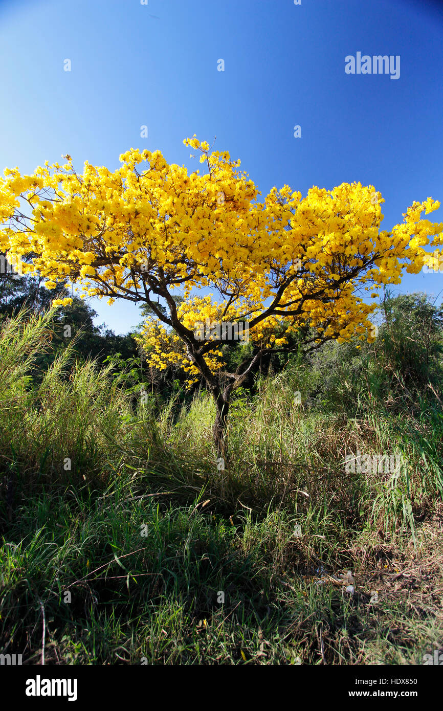 Flowery yellow ipe tree in the forest with blue sky Stock Photo - Alamy