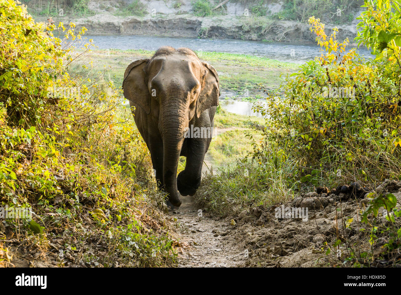 A wild female elephant is walking on a path trough bushes Stock Photo ...