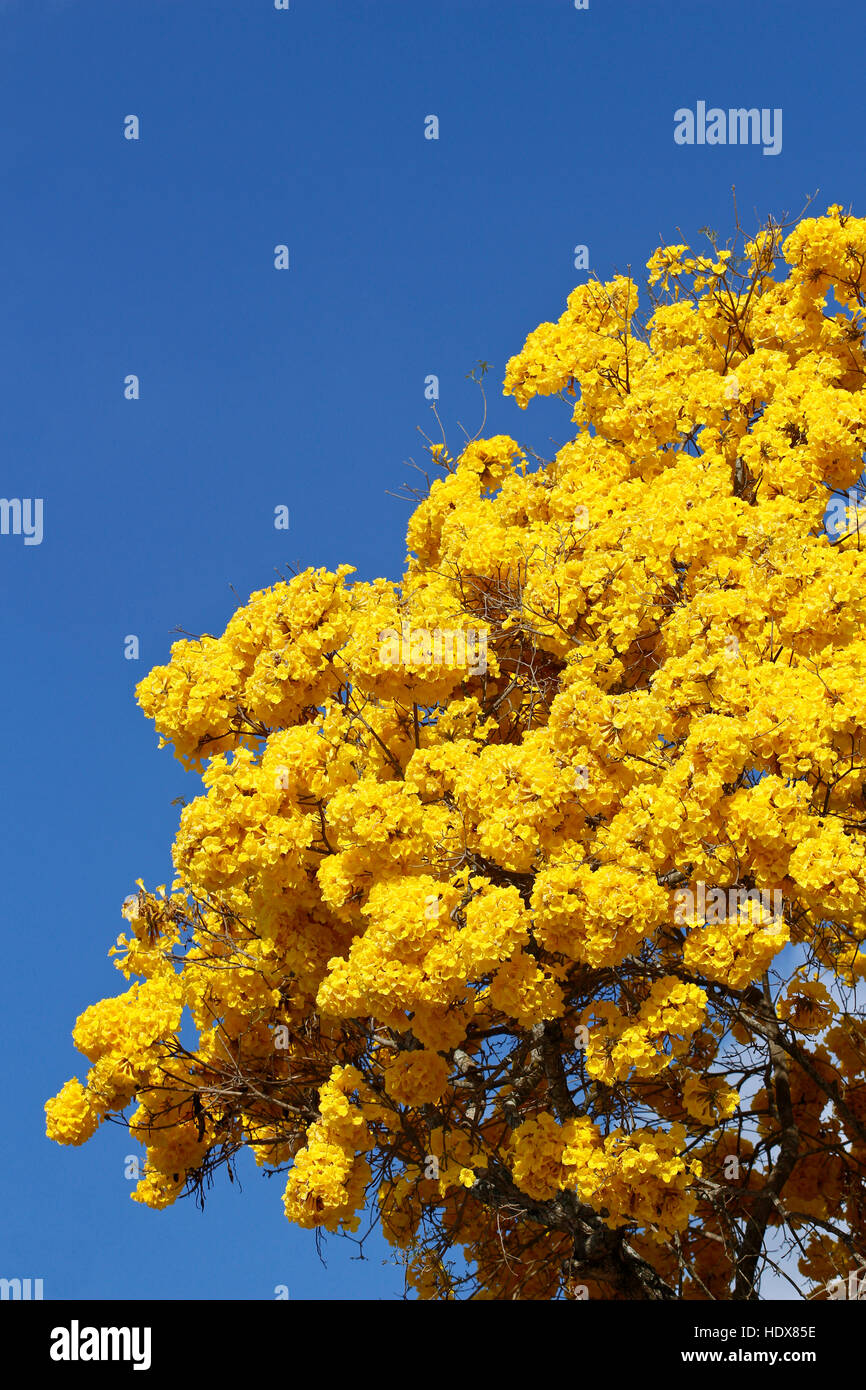 Bloom detail in yellow ipe tree with bright blue sky Stock Photo - Alamy