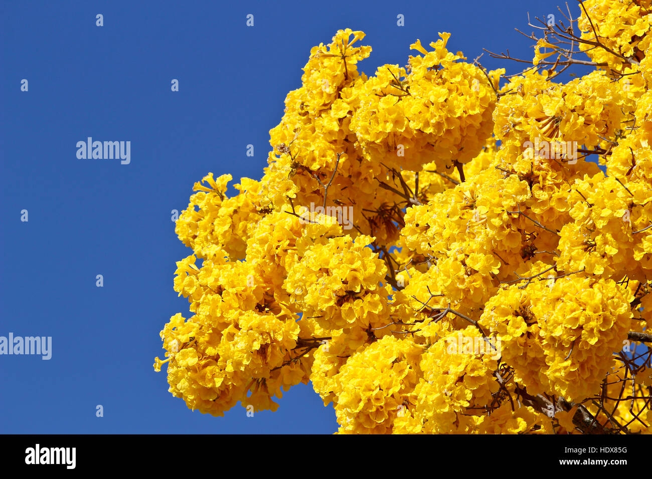 Yellow ipe tree hi-res stock photography and images - Alamy