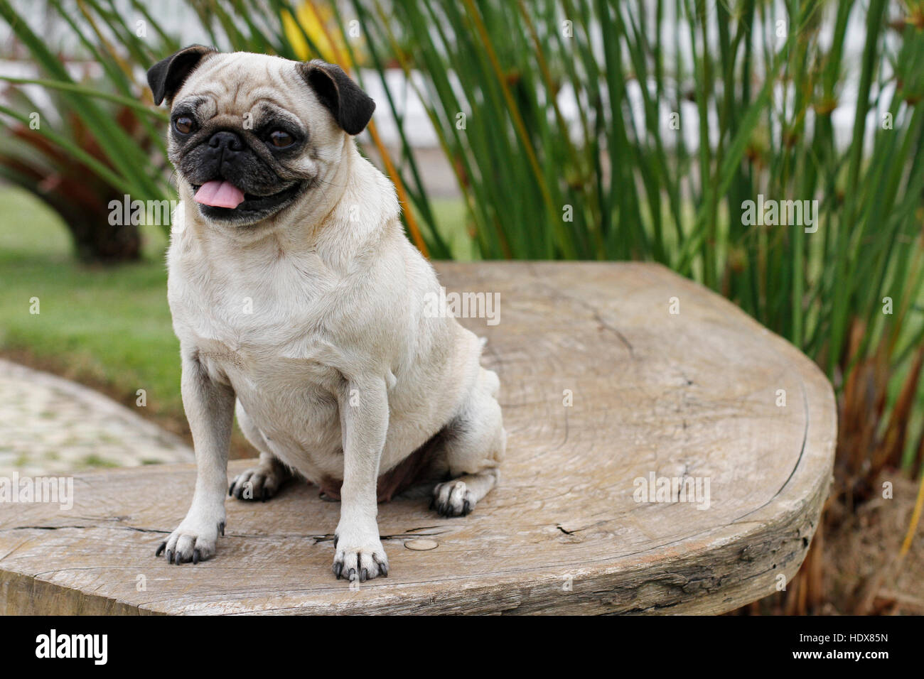 Pug dog in the external environment, sitting, thinking about life Stock ...
