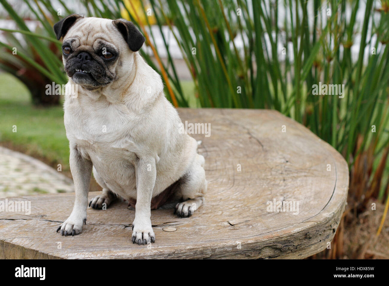 Pug dog in the external environment, sitting, seriously thinking about ...