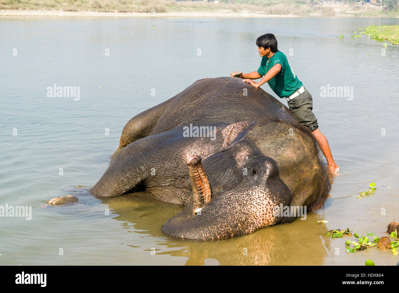 A domesticated elephant is getting washed by its mahout in a shallow ...