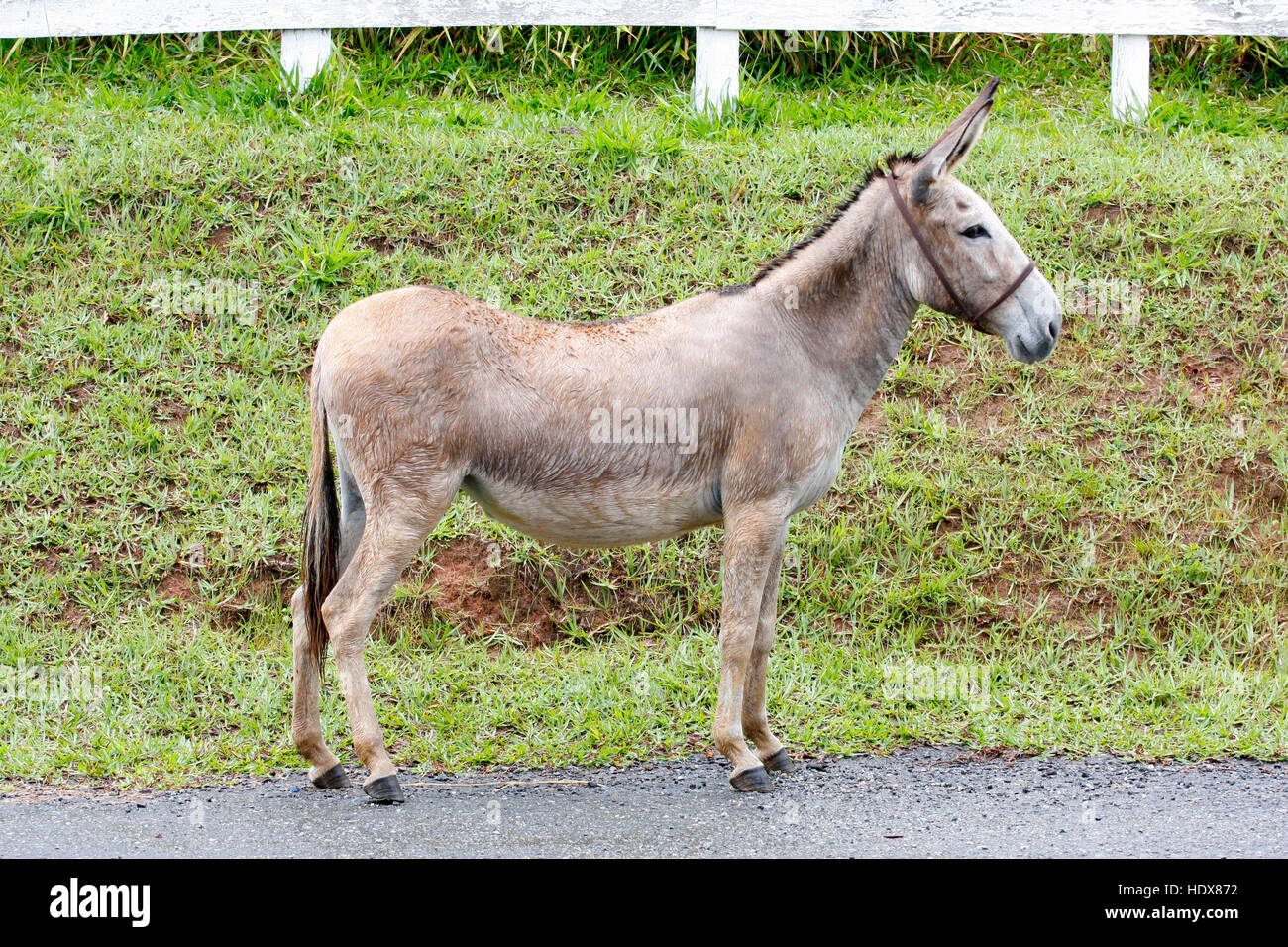 Donkey in wild near hi-res stock photography and images - Alamy