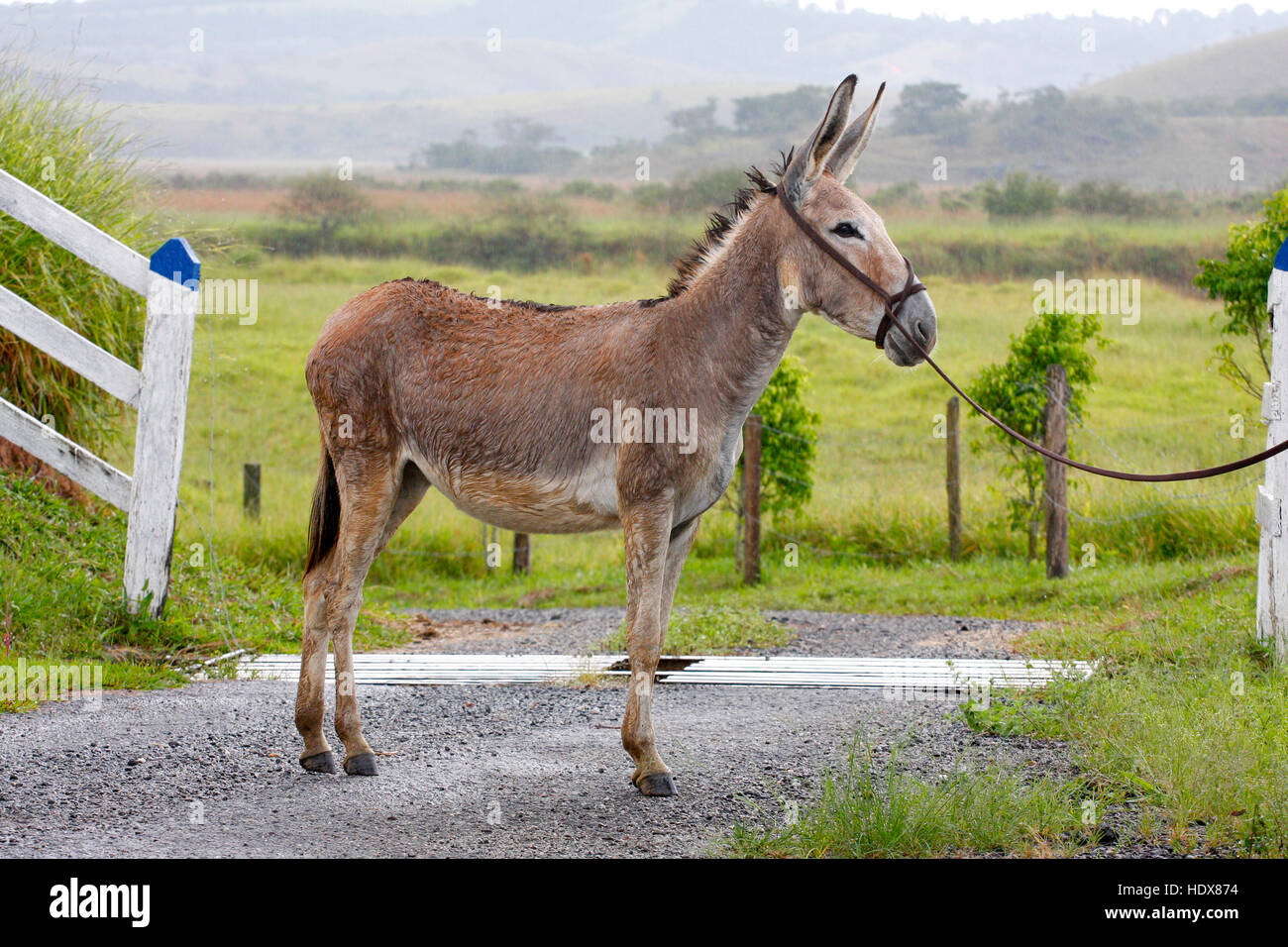 Donkey in the rain hi-res stock photography and images - Alamy
