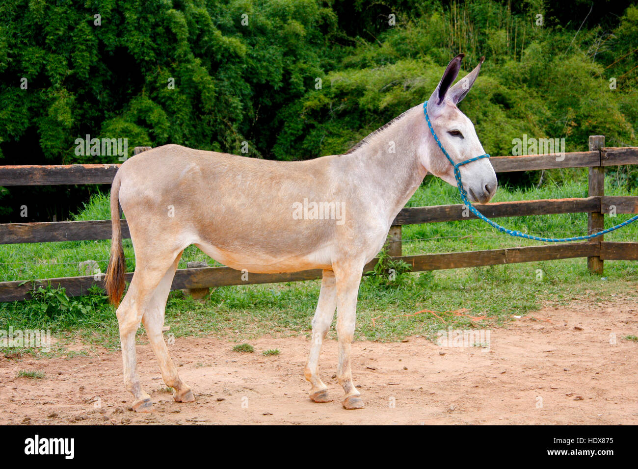 Mule in green pasture farm near the fence Stock Photo - Alamy