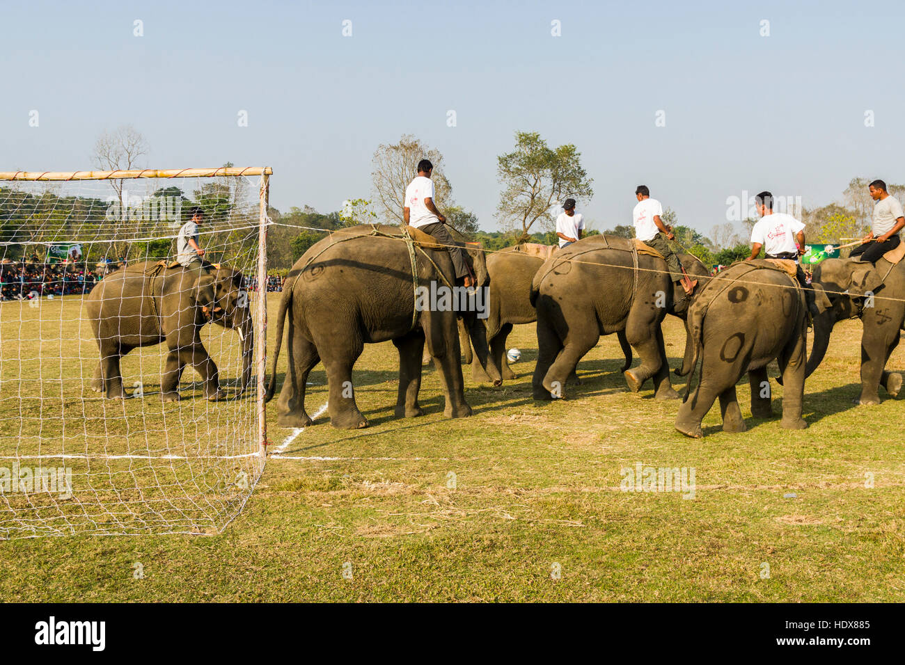 Elephants playing football is one of the main attractions of the ...