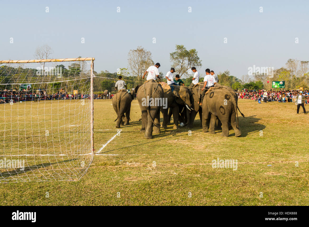 Elephants playing football is one of the main attractions of the ...