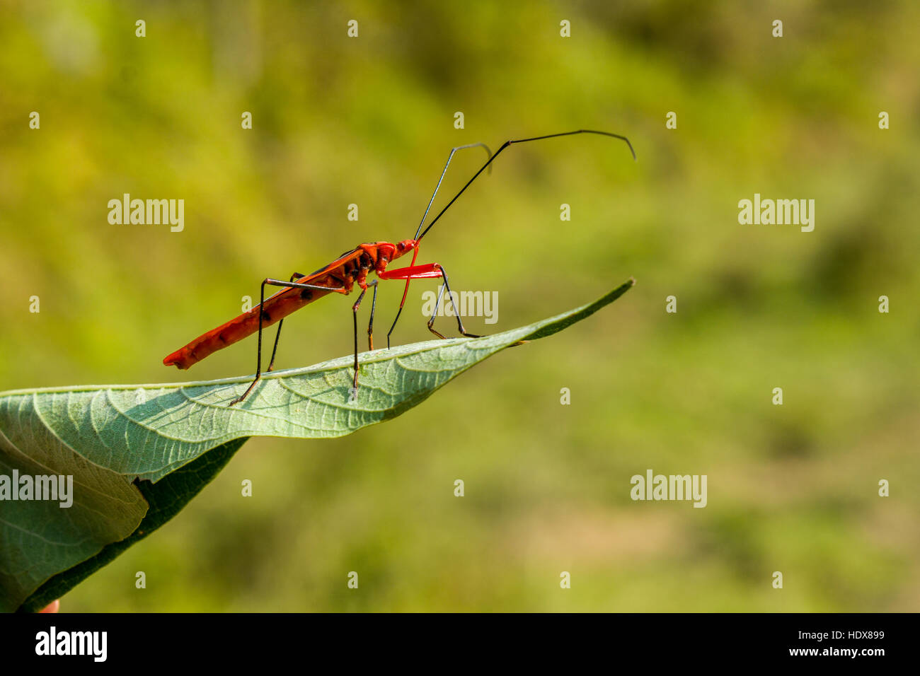 A Red Cotton Bug (Dysdercus cingulatus) is sitting on the leave of a ...