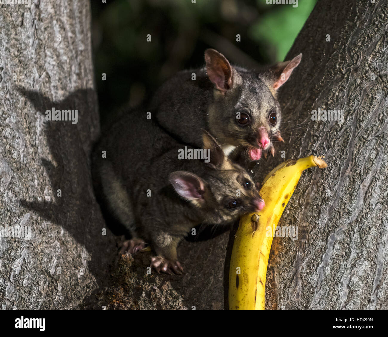 Common Brushtail Possum (Trichosurus vulpecula) adult, on tree at night ...