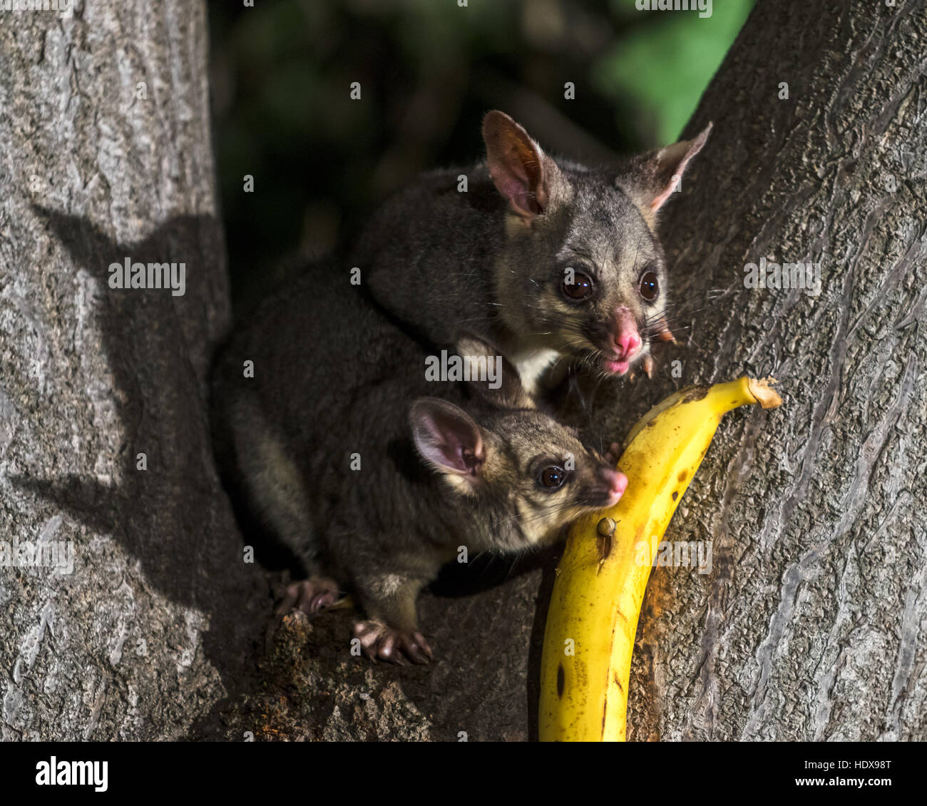Common Brushtail Possum (Trichosurus vulpecula) adult, on tree at night ...