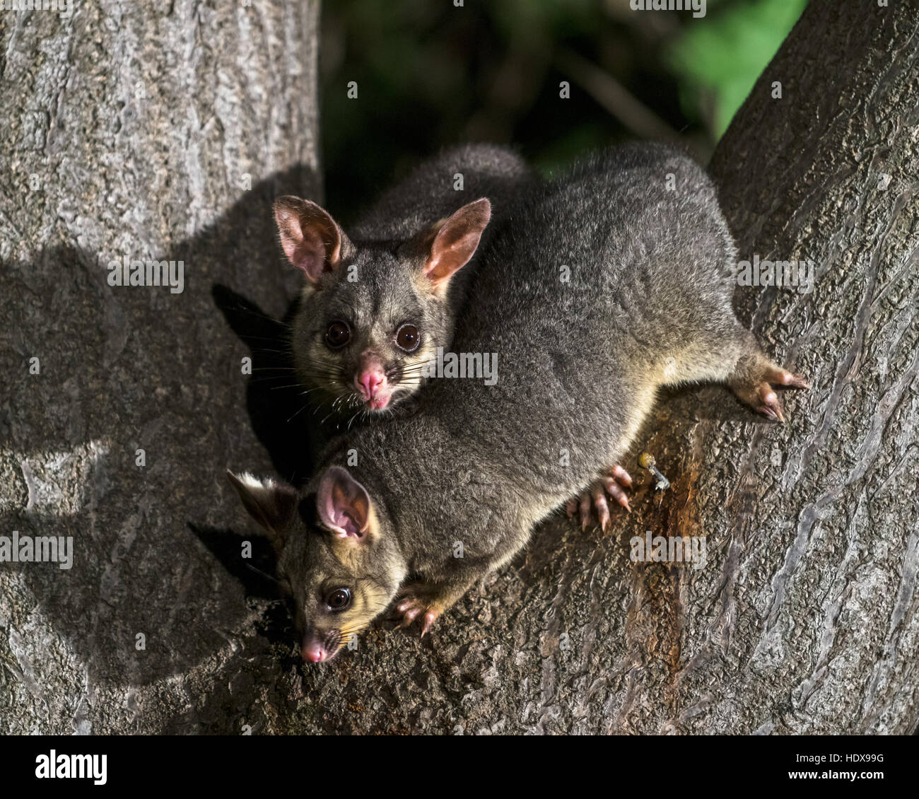 Possum tree hi-res stock photography and images - Alamy