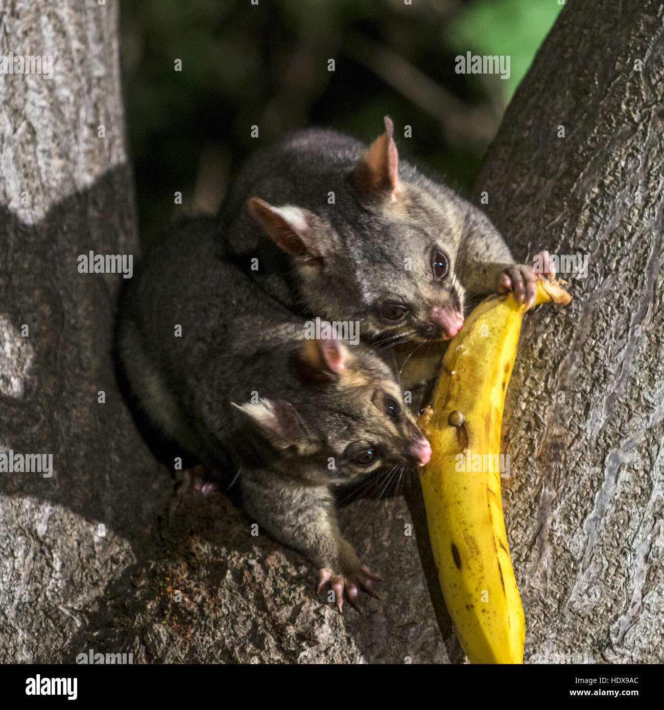 Common Brushtail Possum (Trichosurus vulpecula) adult, on tree at night ...