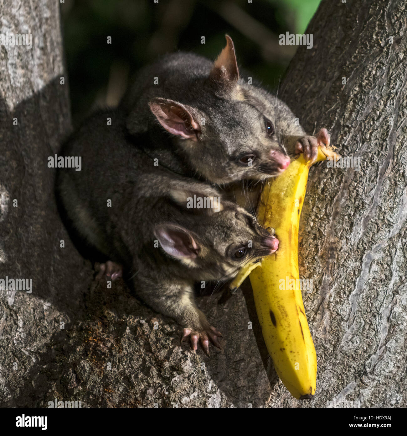 Common Brushtail Possum (Trichosurus vulpecula) adult, on tree at night ...