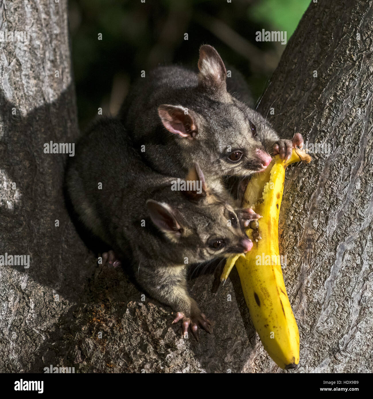 Common australian possums hi-res stock photography and images - Alamy