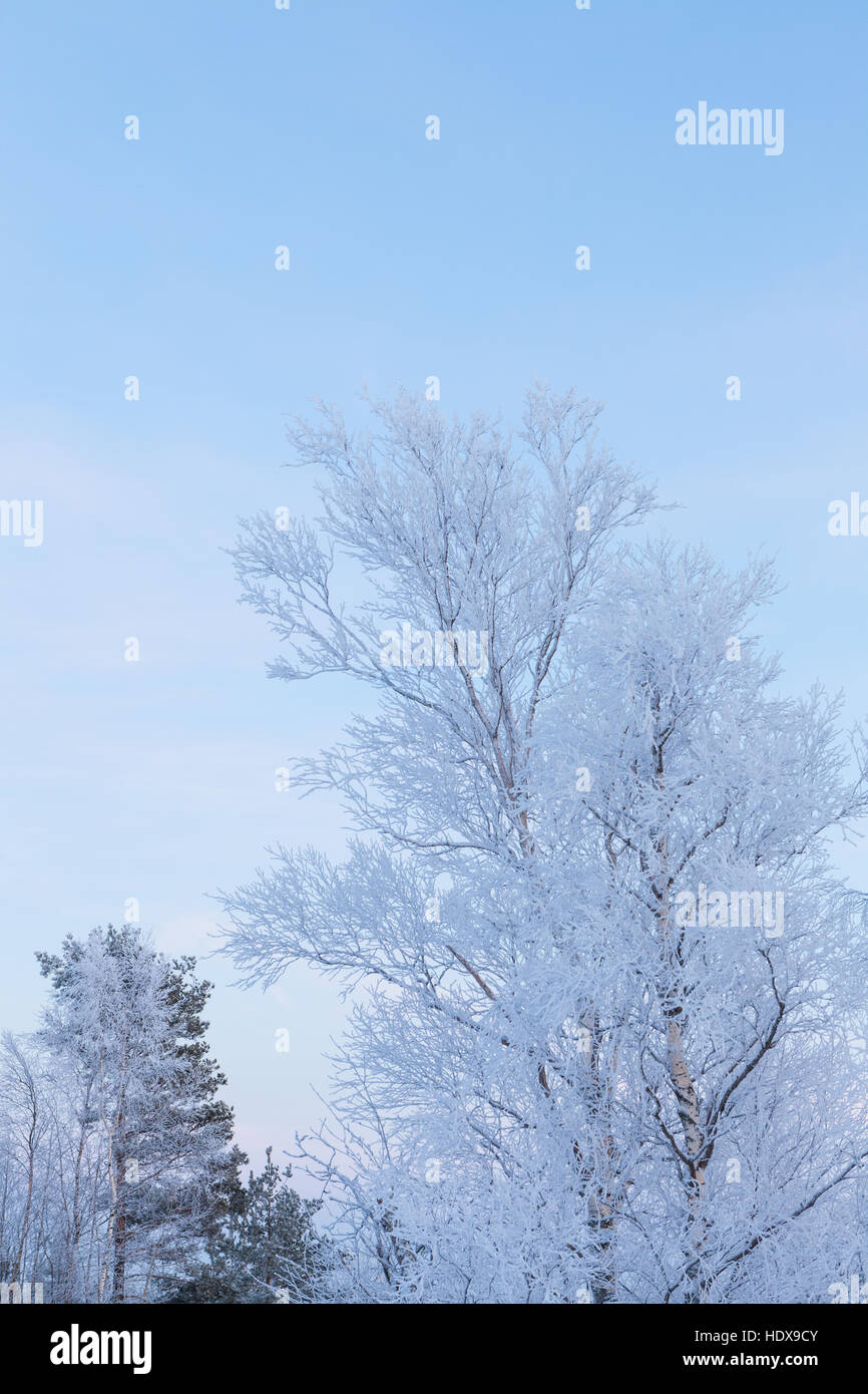 Frozen tree branches Stock Photo - Alamy