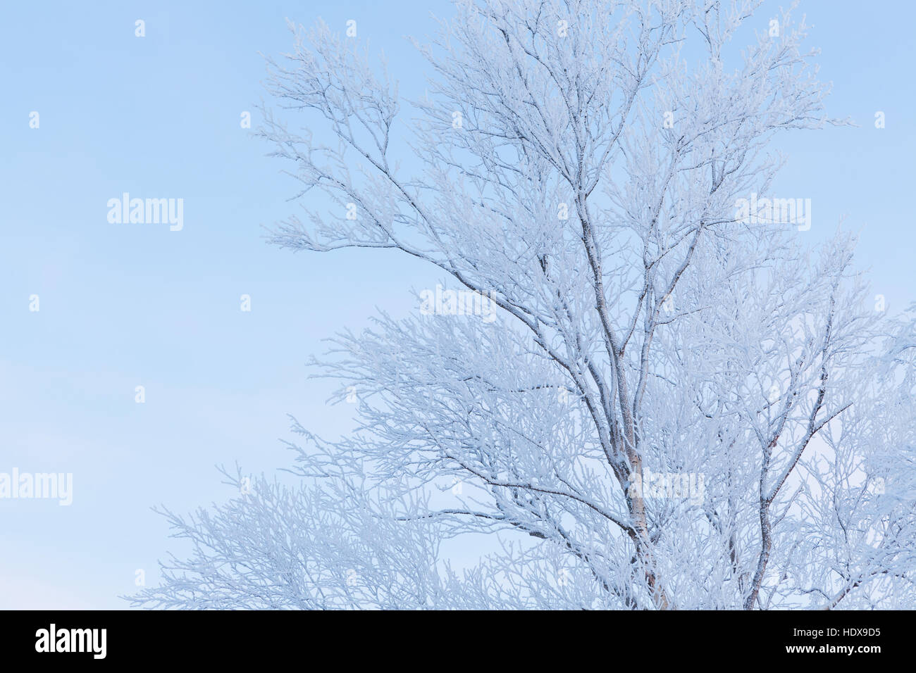 Frozen tree branches Stock Photo - Alamy