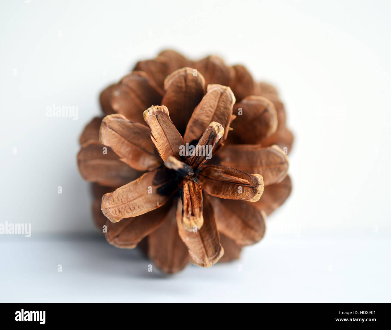 Pine cone isolated on white background Stock Photo - Alamy