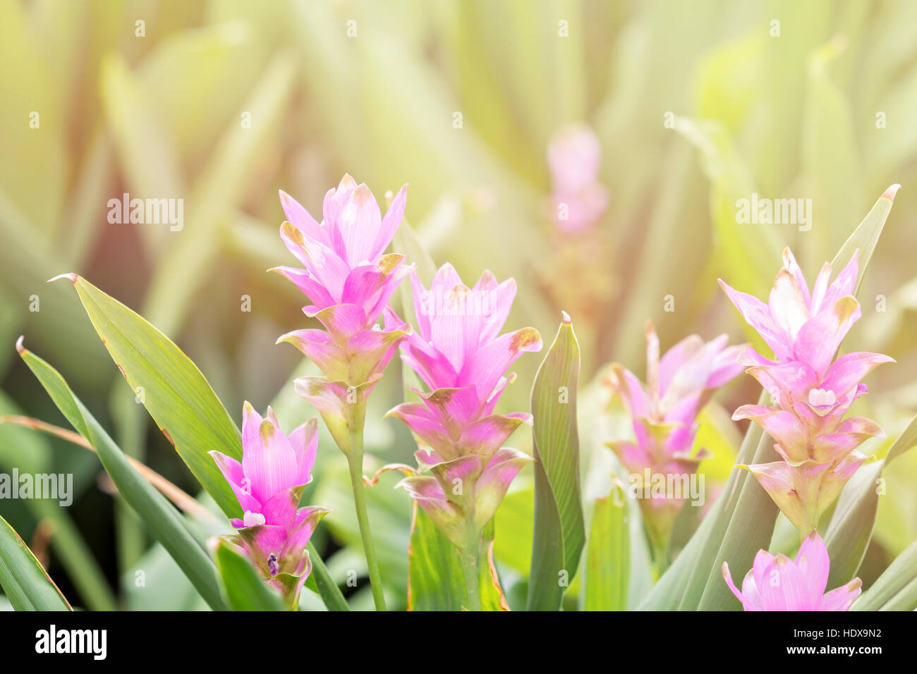 Pink Curcuma alismatifolia known as Siam Tulip with vintage style Stock ...