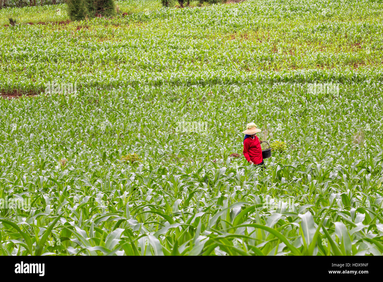 Farmer in seedling corn field Stock Photo - Alamy