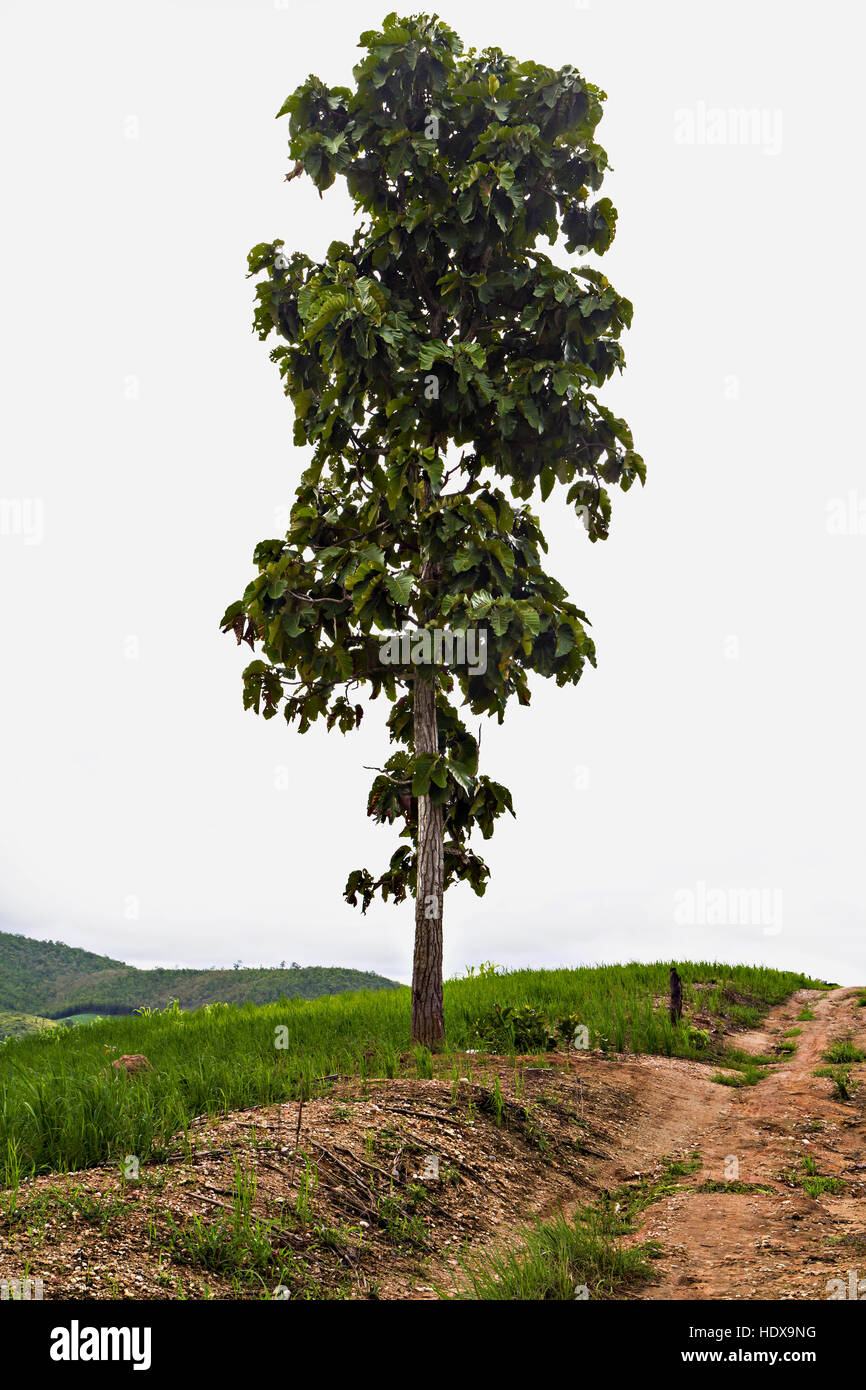 Big tree on top of mountain isolated on white background Stock Photo ...