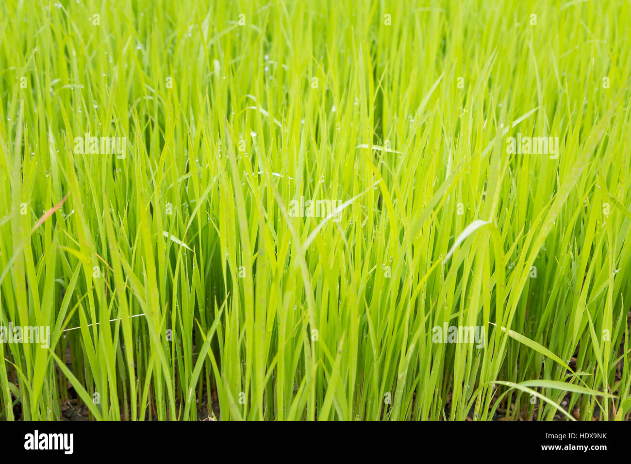 Rice seedling hi-res stock photography and images - Alamy