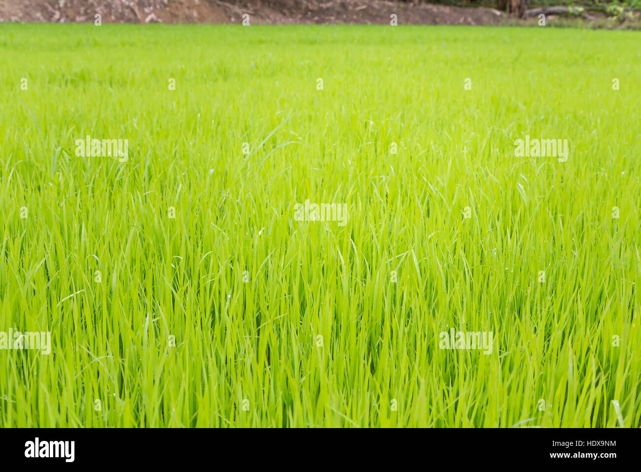 Rice seedling in the rice fields Stock Photo - Alamy