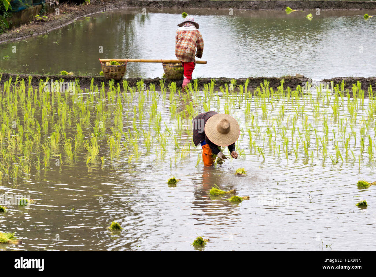 Thai farmer planting rice on rice fields Stock Photo - Alamy