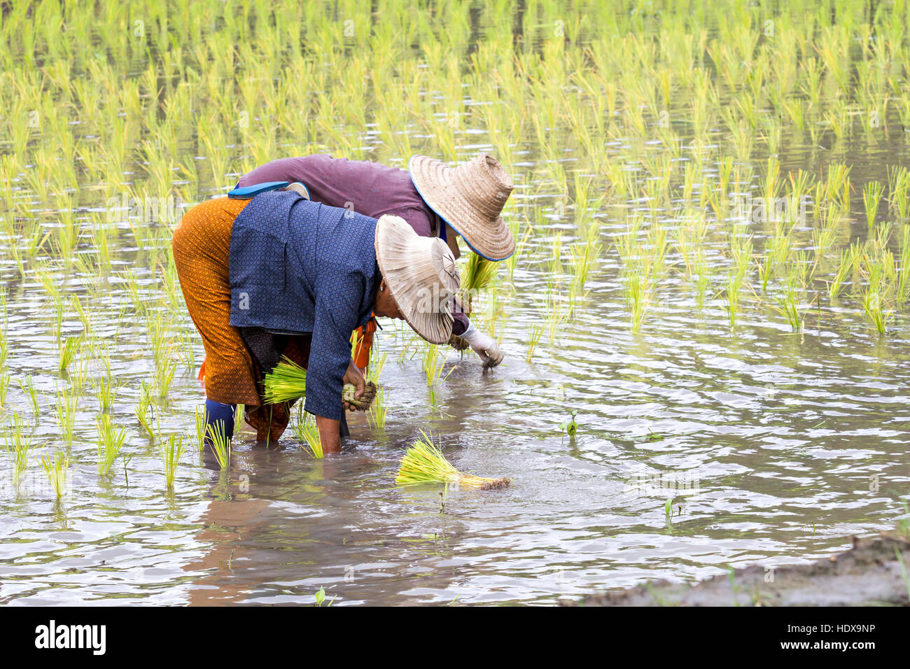 Rice row planting hi-res stock photography and images - Alamy