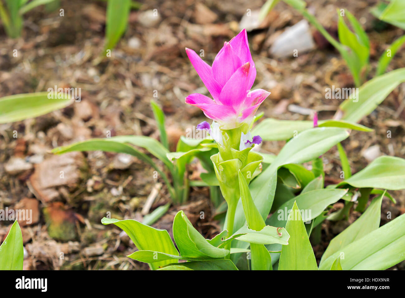 White Curcuma alismatifolia or Siam Tulip Stock Photo - Alamy