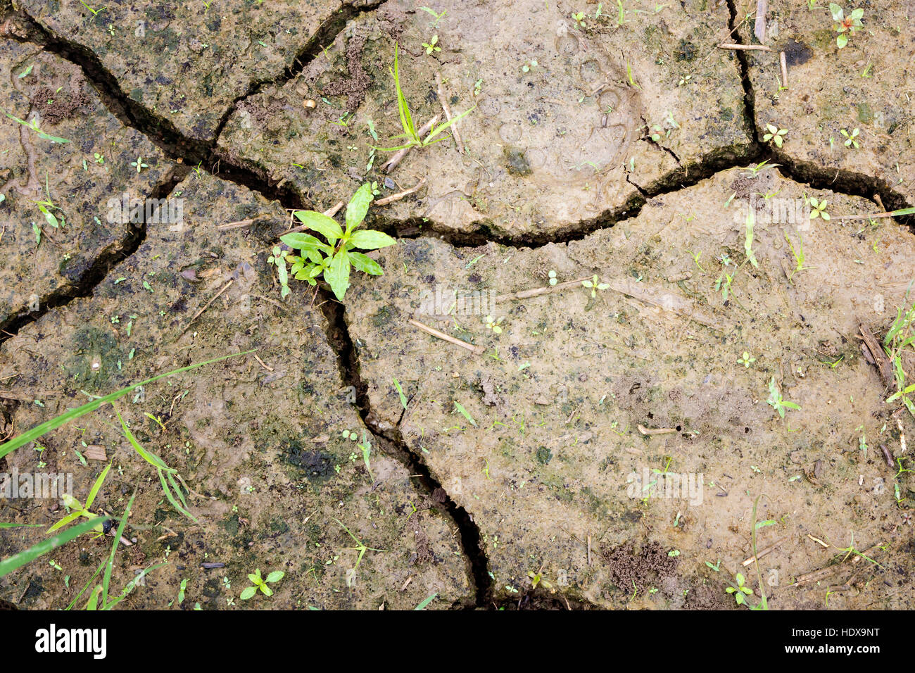 Plant and raindrops on cracked ground after stopped raining Stock Photo ...