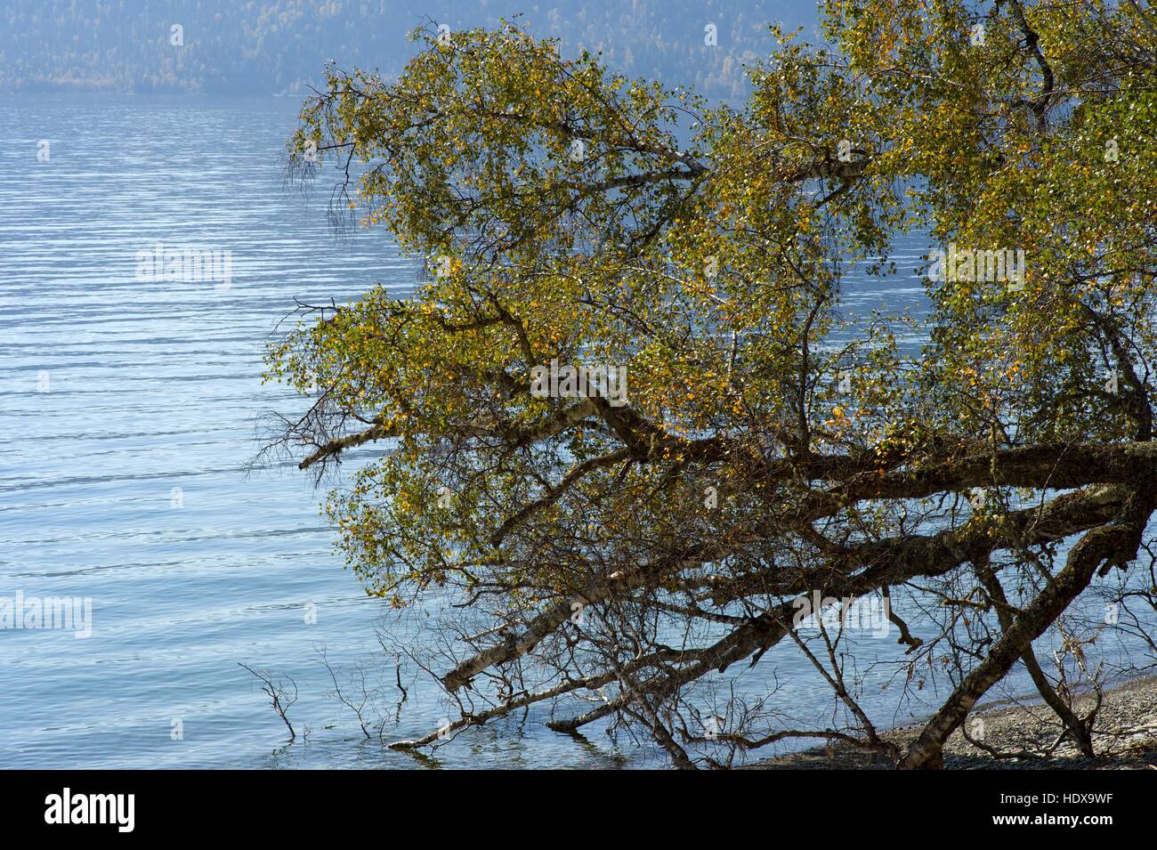 Fallen tree on lake Stock Photo - Alamy