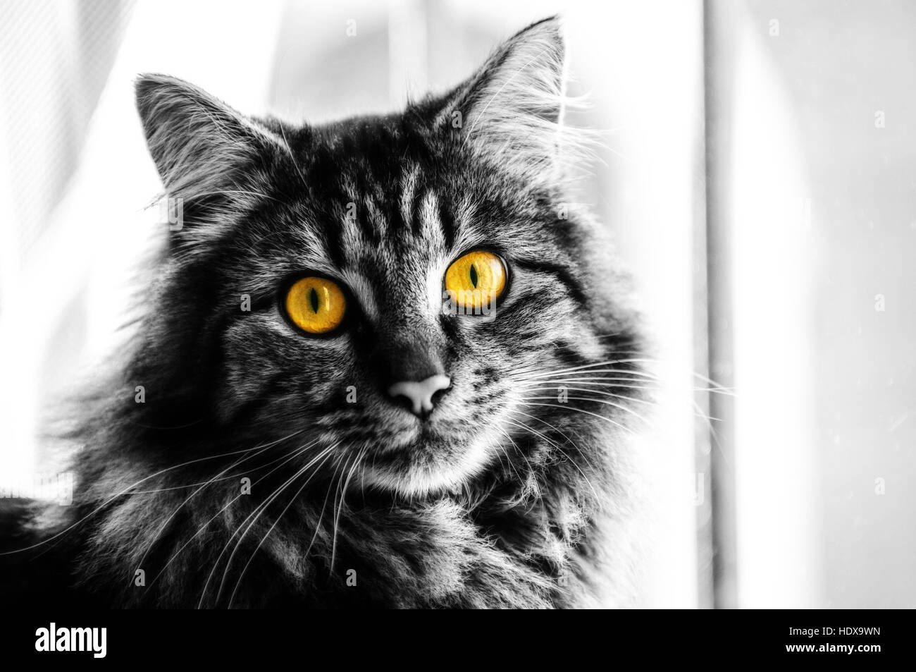 His deeply glowing eyes will draw you in. Such a magnificent creature ...