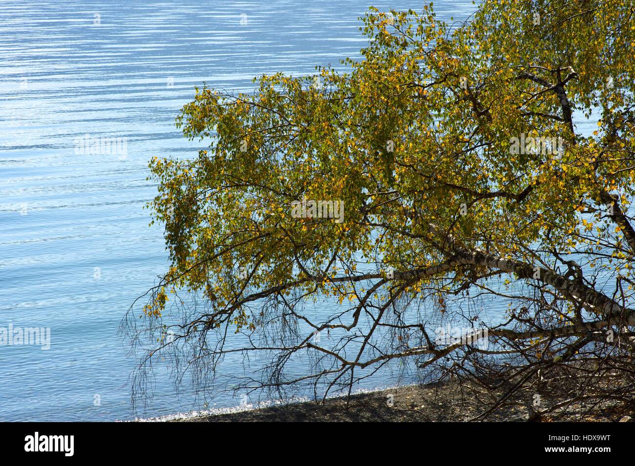 Fallen tree on lake Stock Photo - Alamy