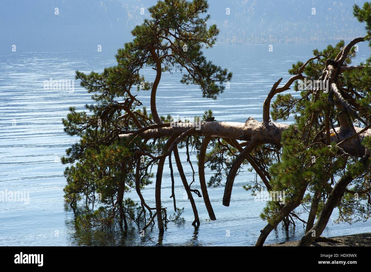 Fallen tree on lake Stock Photo - Alamy