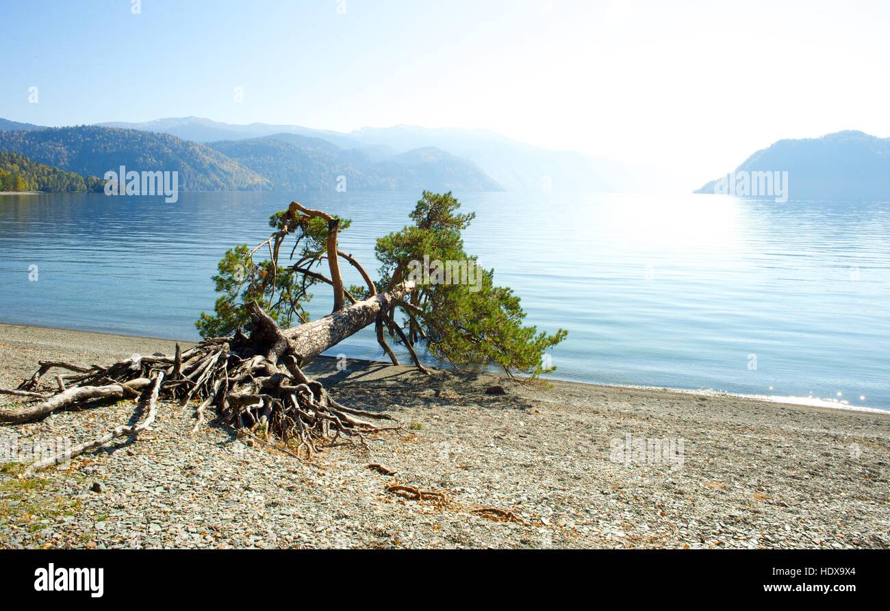 Fallen tree on lake Stock Photo - Alamy