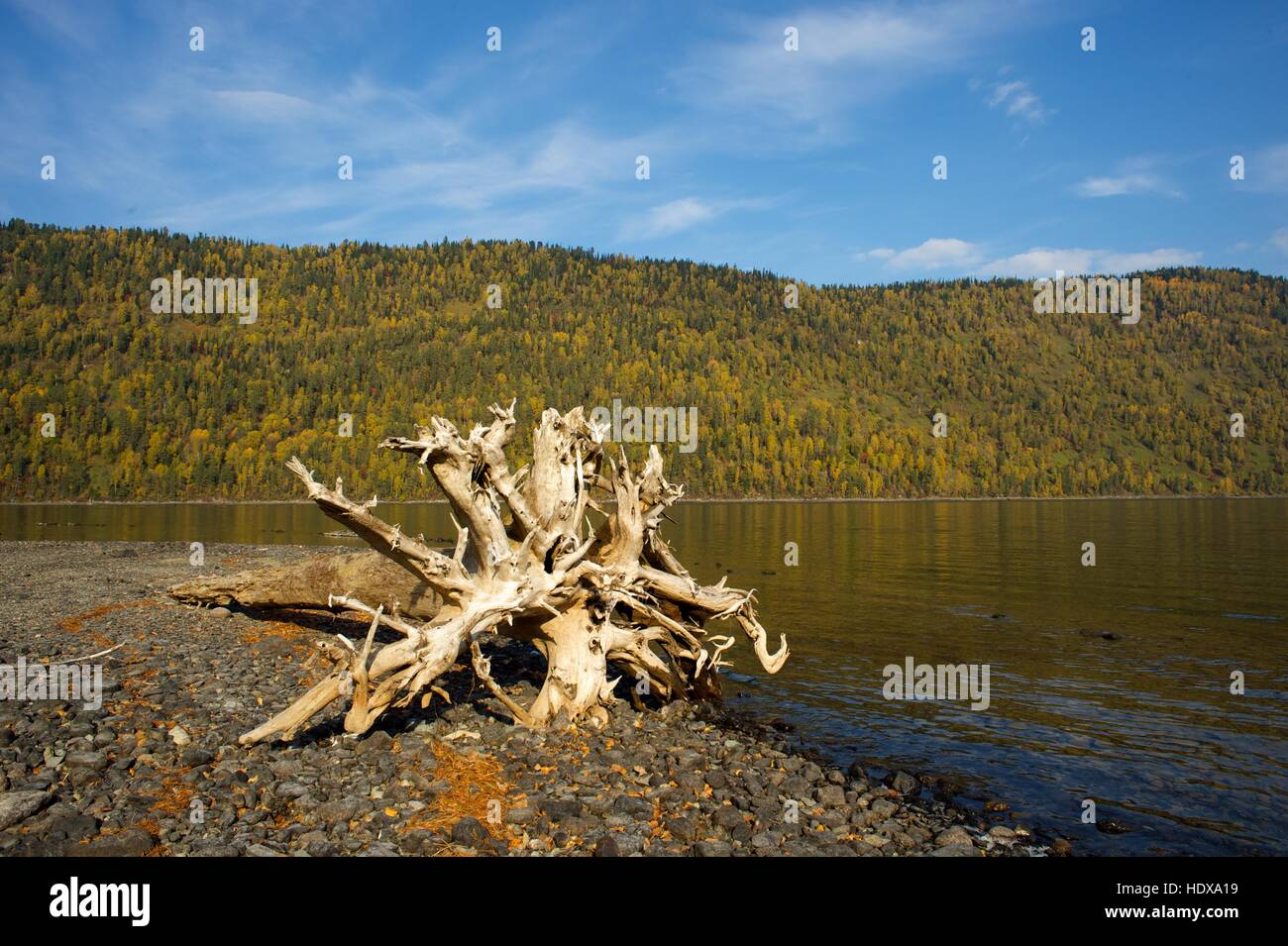Fallen tree on lake Stock Photo - Alamy