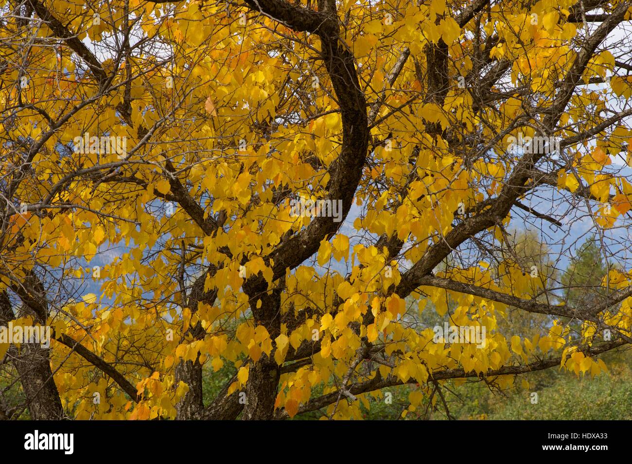 Autumn tree in the Altai region in Russia Stock Photo - Alamy